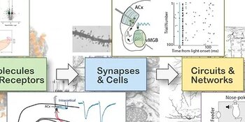 Faculty Research | Neuroscience Program | UIUC